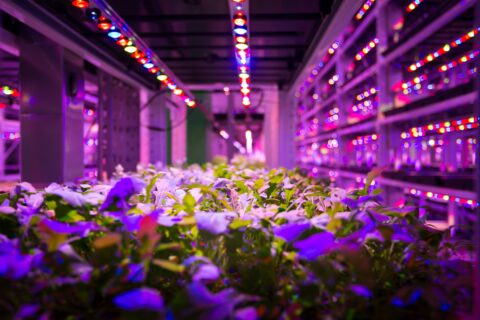 Far Red Light is Good For Plant Growth | TCP Horticulture Lighting