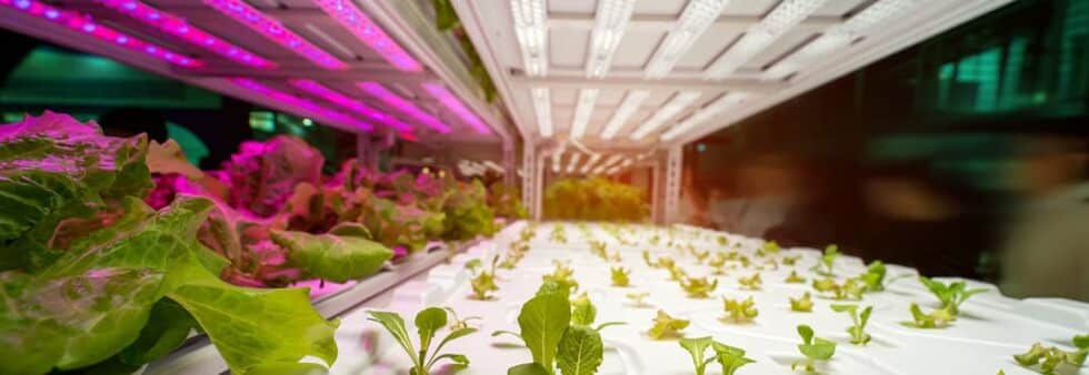 Types of Horticulture Lighting - Residential Horticulture | TCP